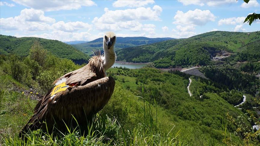 Priboj